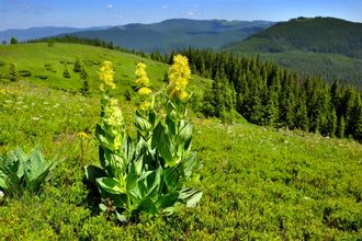 Lollipop Plant (Pachystachys lutea) > How To Care: All You Need to Know ...