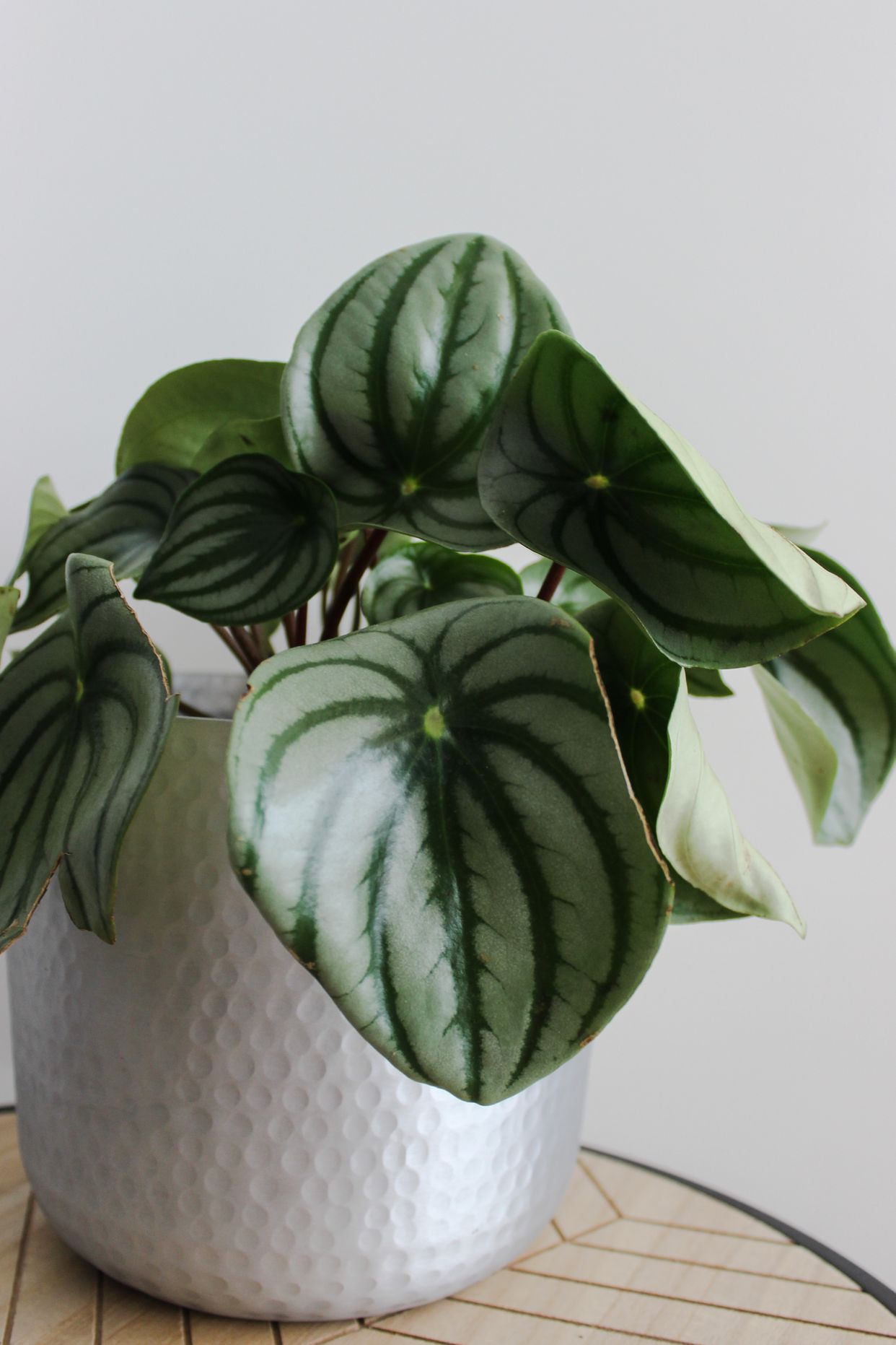Parallel Peperomia (Peperomia puteolata) > How To Care: All You Need to ...