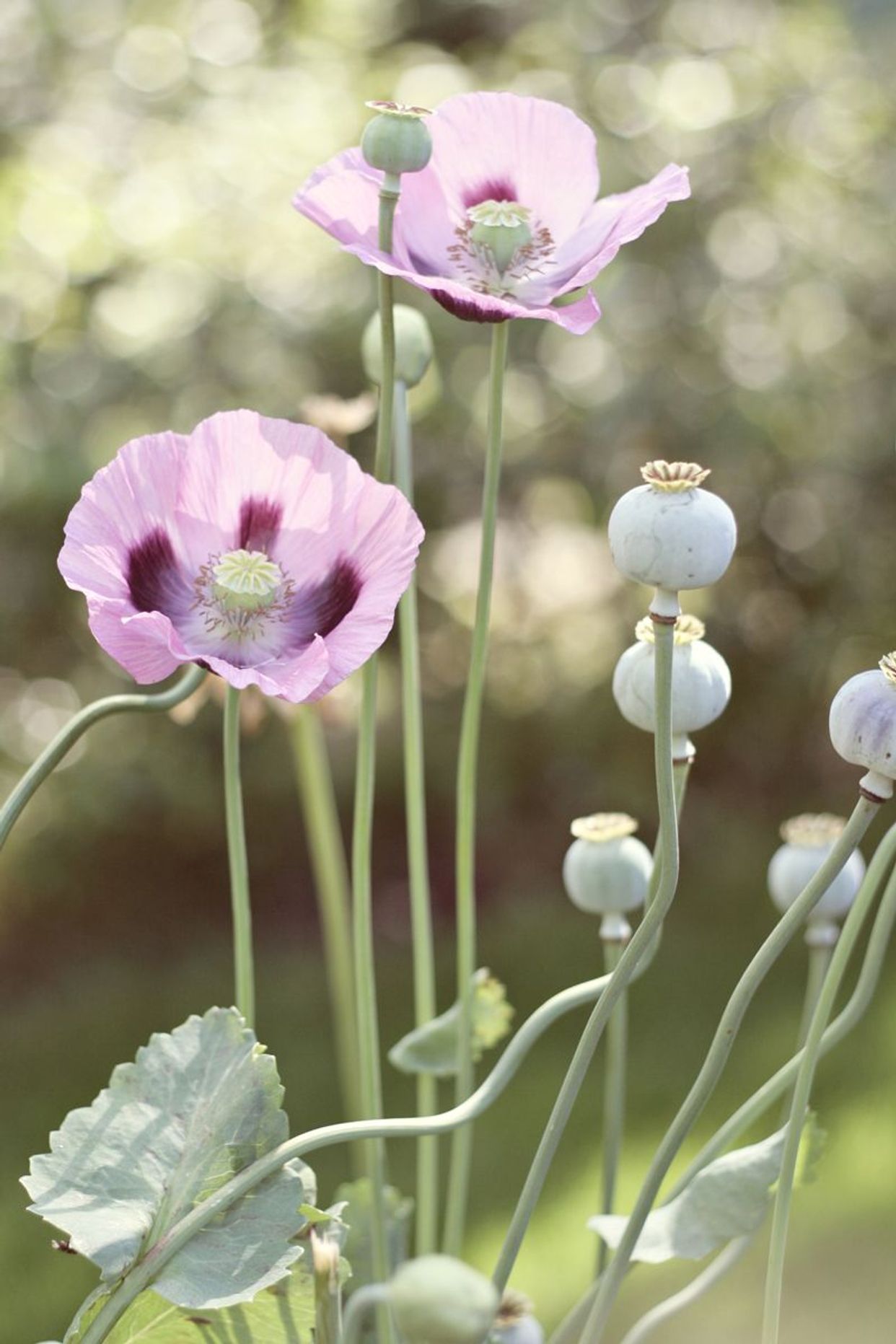 Oilseed Poppy (Papaver Somniferum) > How To Care: All You Need to Know ...