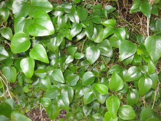 Catbrier (Smilax) > How To Care: All You Need to Know 🌿 PlantIn