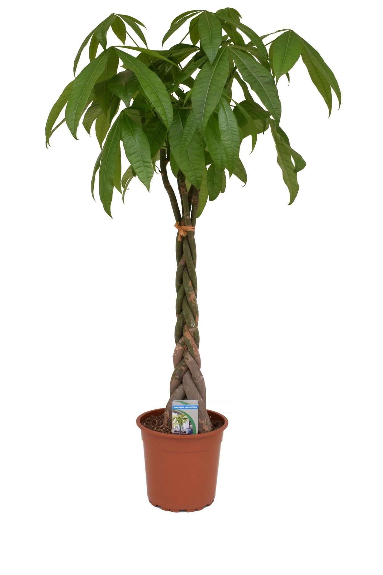 PlantIn | Pachira (Pachira aquatica )