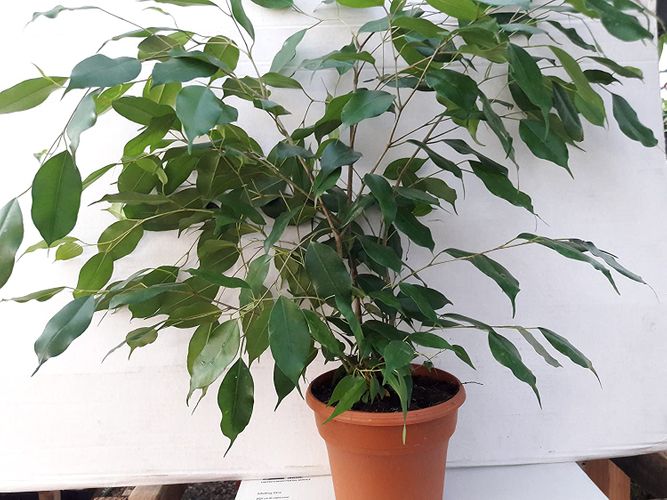 PlantIn | Weeping fig (Ficus benjamina)