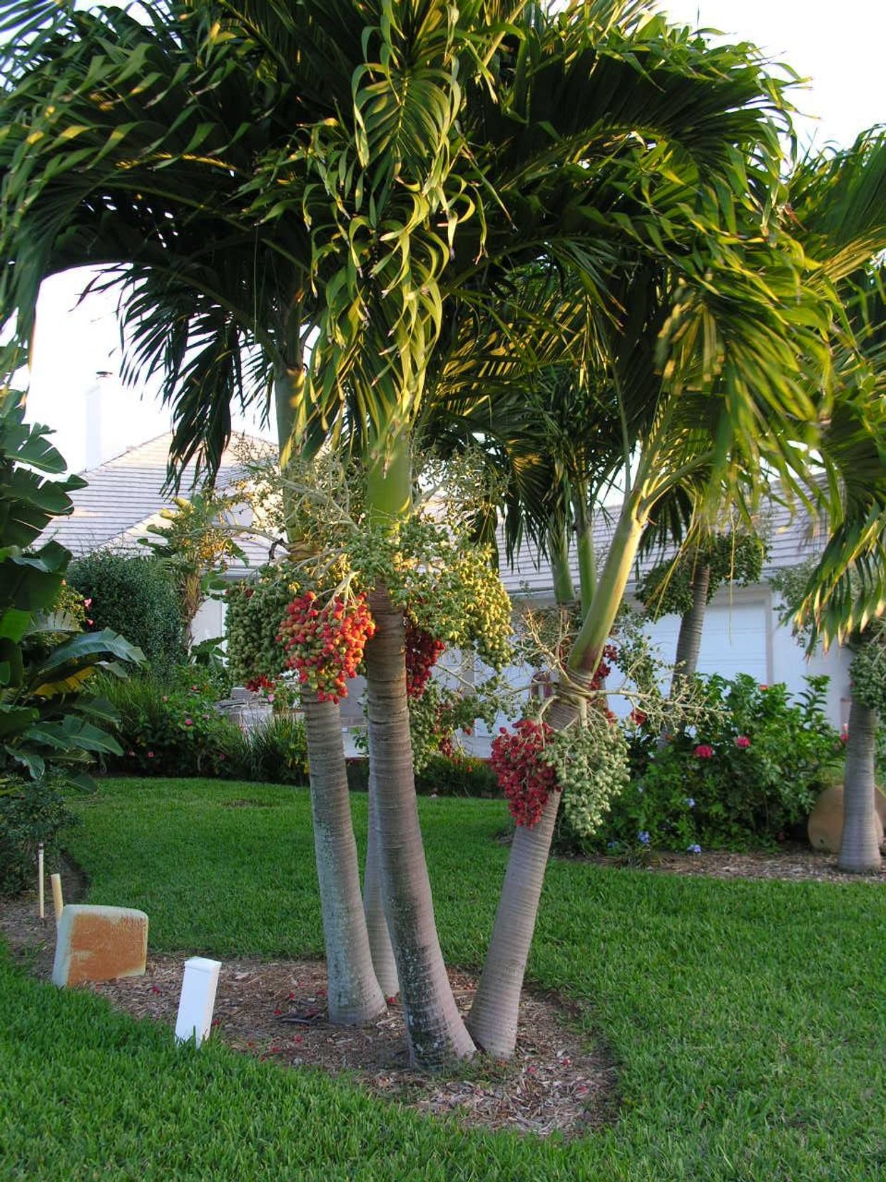 Christmas Palm Tree (Veitchia Merrillii) > How To Care: All You Need to ...