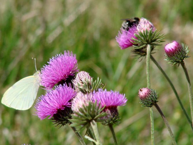 Carduus Litigiosus (Carduus Litigiosus Nocca & Balb.) > How To Care ...