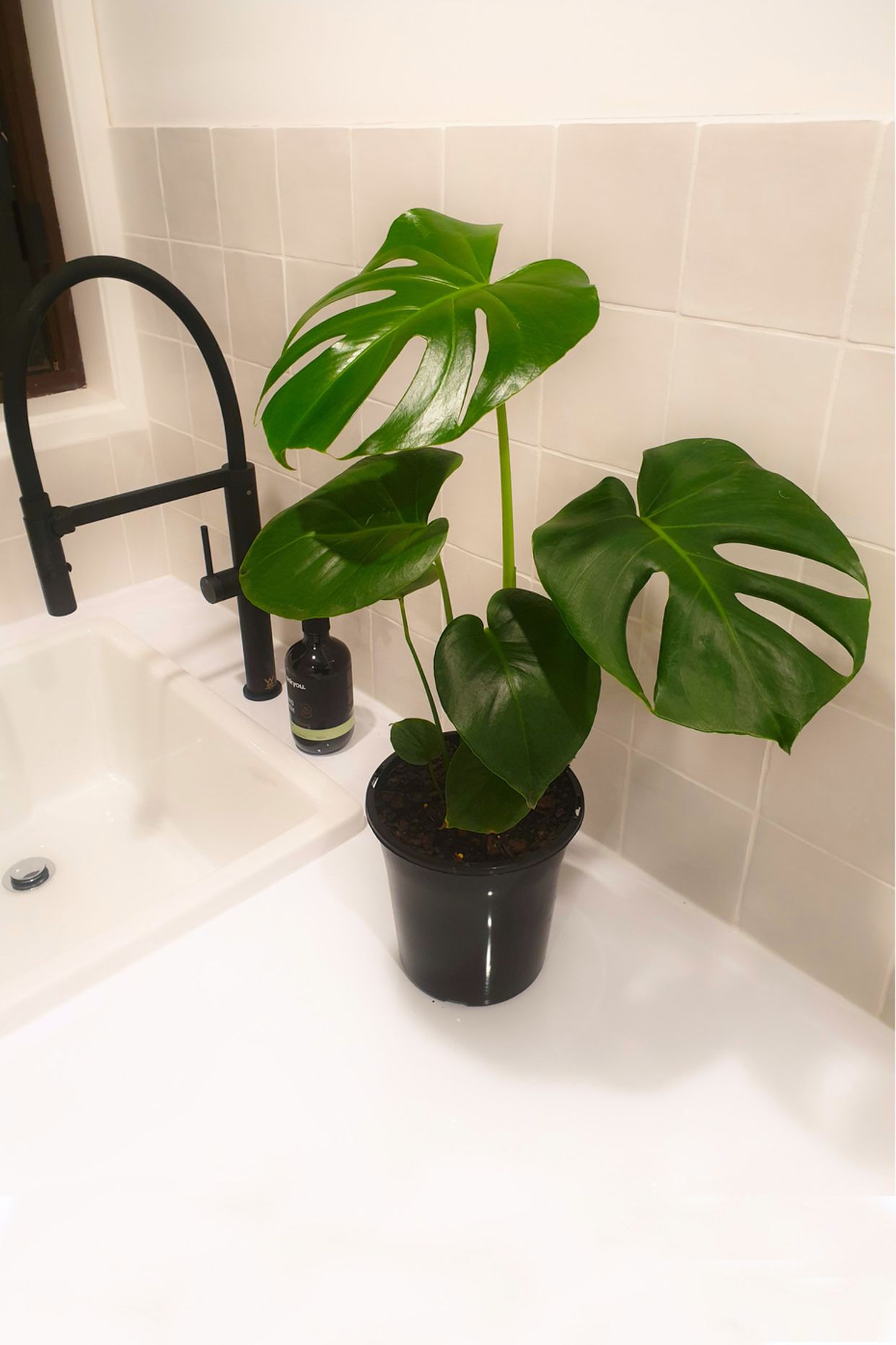 Swiss Cheese Plant 'tauerii' (Monstera Deliciosa 'tauerii') > How To ...