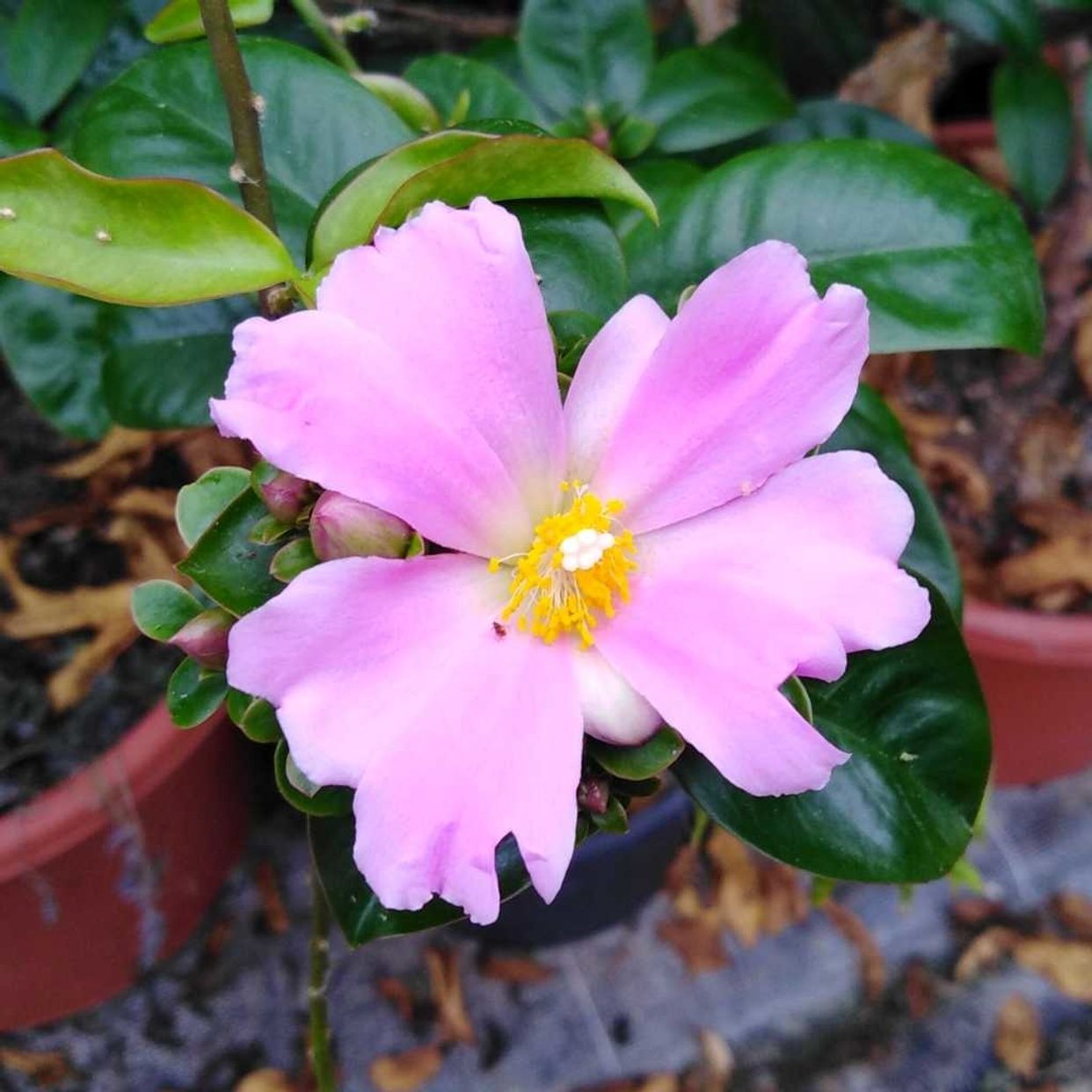 Rose Cactus (Pereskia Grandifolia) > How To Care: All You Need to Know ...