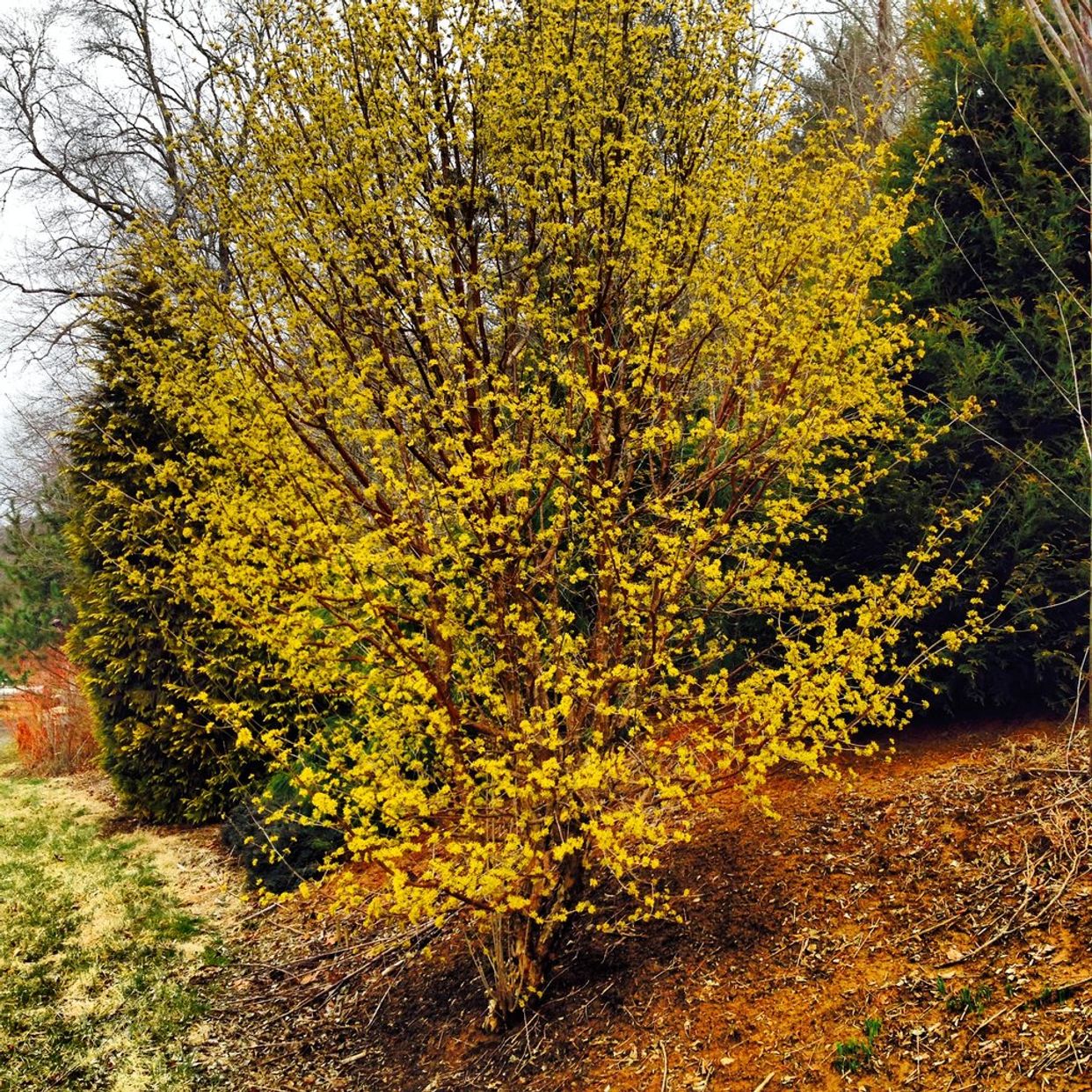 Cornelian-cherry (Cornus Mas) > How To Care: All You Need to Know 🌿 PlantIn
