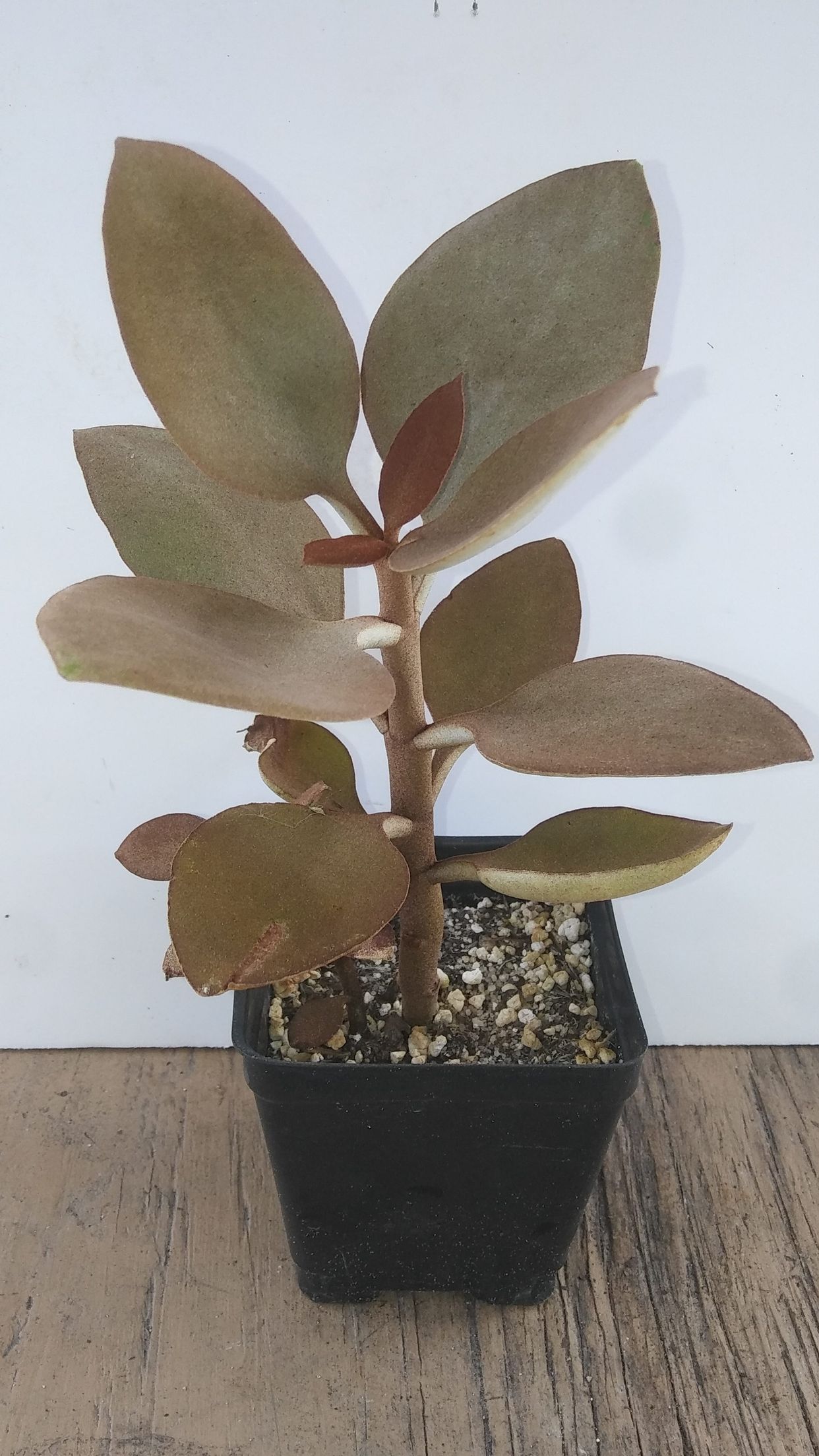Copper Spoon (Kalanchoe orgyalis Baker) > How To Care: All You Need to ...