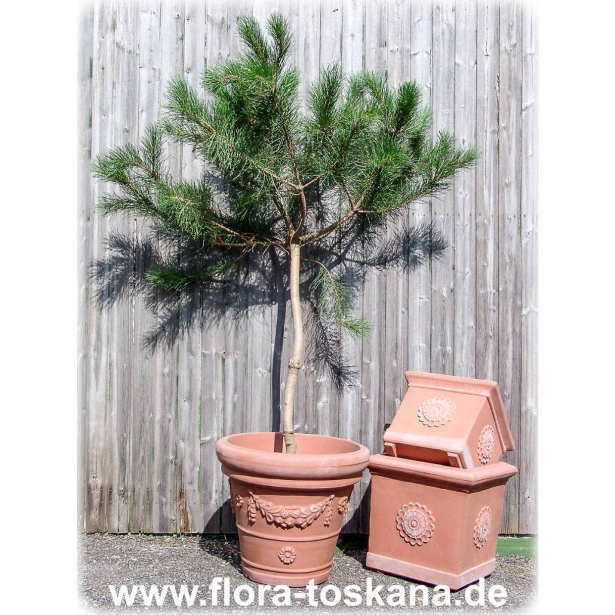 Umbrella Pine (Pinus Pinea) > How To Care: All You Need to Know 🌿 PlantIn