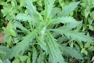 Tall Fleabane (Erigeron Sumatrensis) > How To Care: All You Need to ...