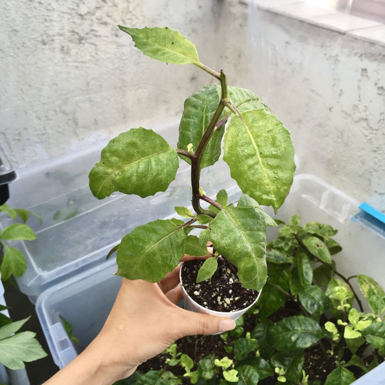 Longevity Spinach (Gynura Procumbens) > How To Care: All You Need to ...