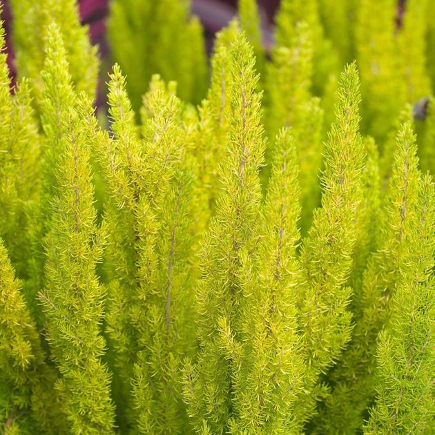 Tree Heath (Erica Arborea) > How To Care: All You Need to Know 🌿 PlantIn