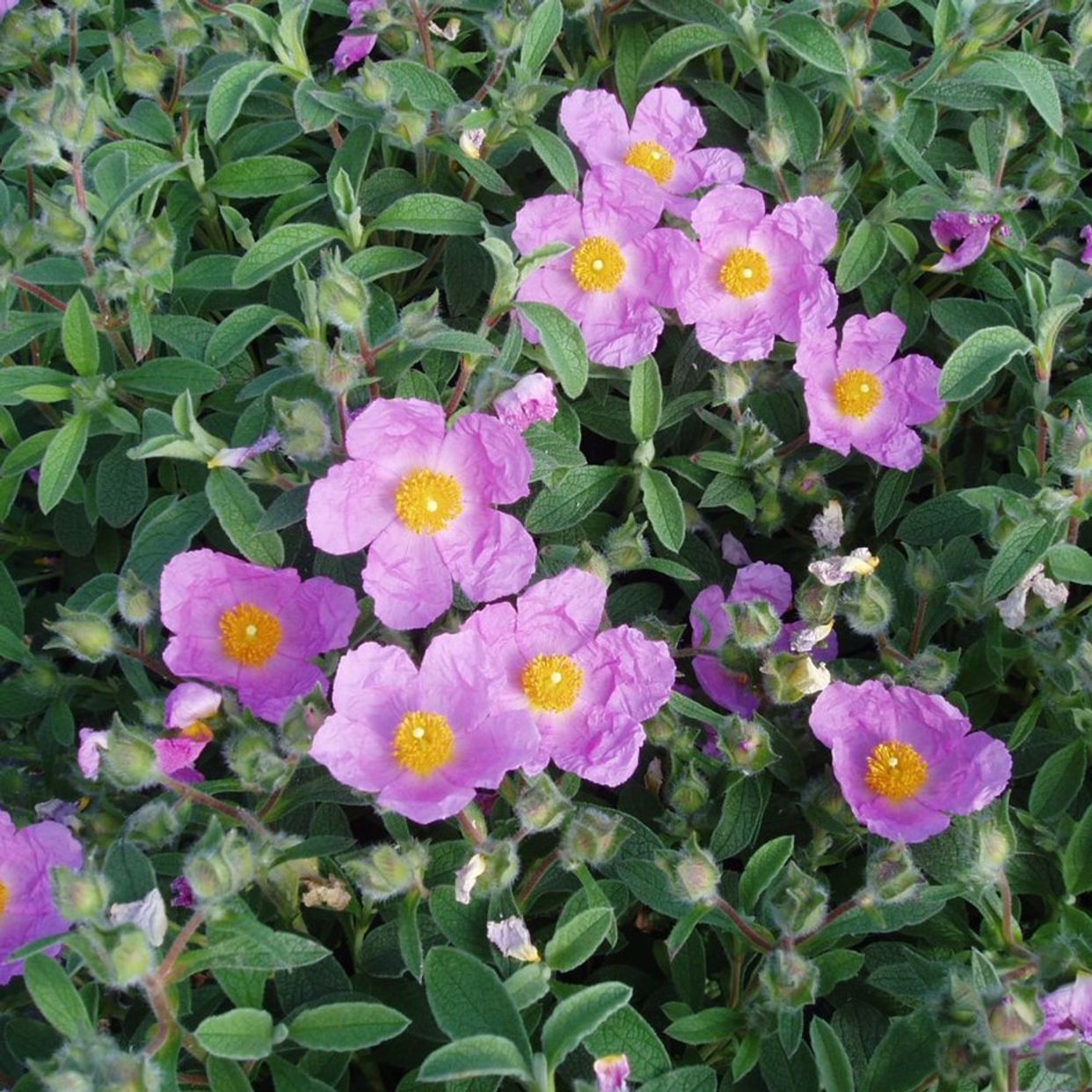 Pink Rockrose (Cistus Creticus) > How To Care: All You Need to Know 🌿 ...
