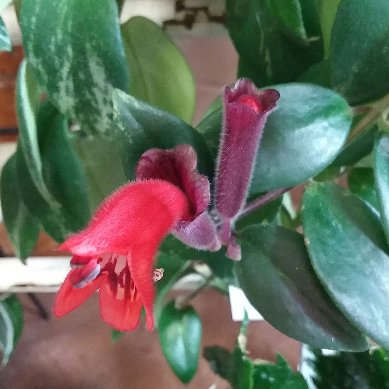 Lipstick Plant 'mona Lisa' (Aeschynanthus 'mona Lisa') > How To Care ...