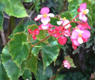 Begonia Minor (Begonia Minor) > How To Care: All You Need to Know 🌿 PlantIn
