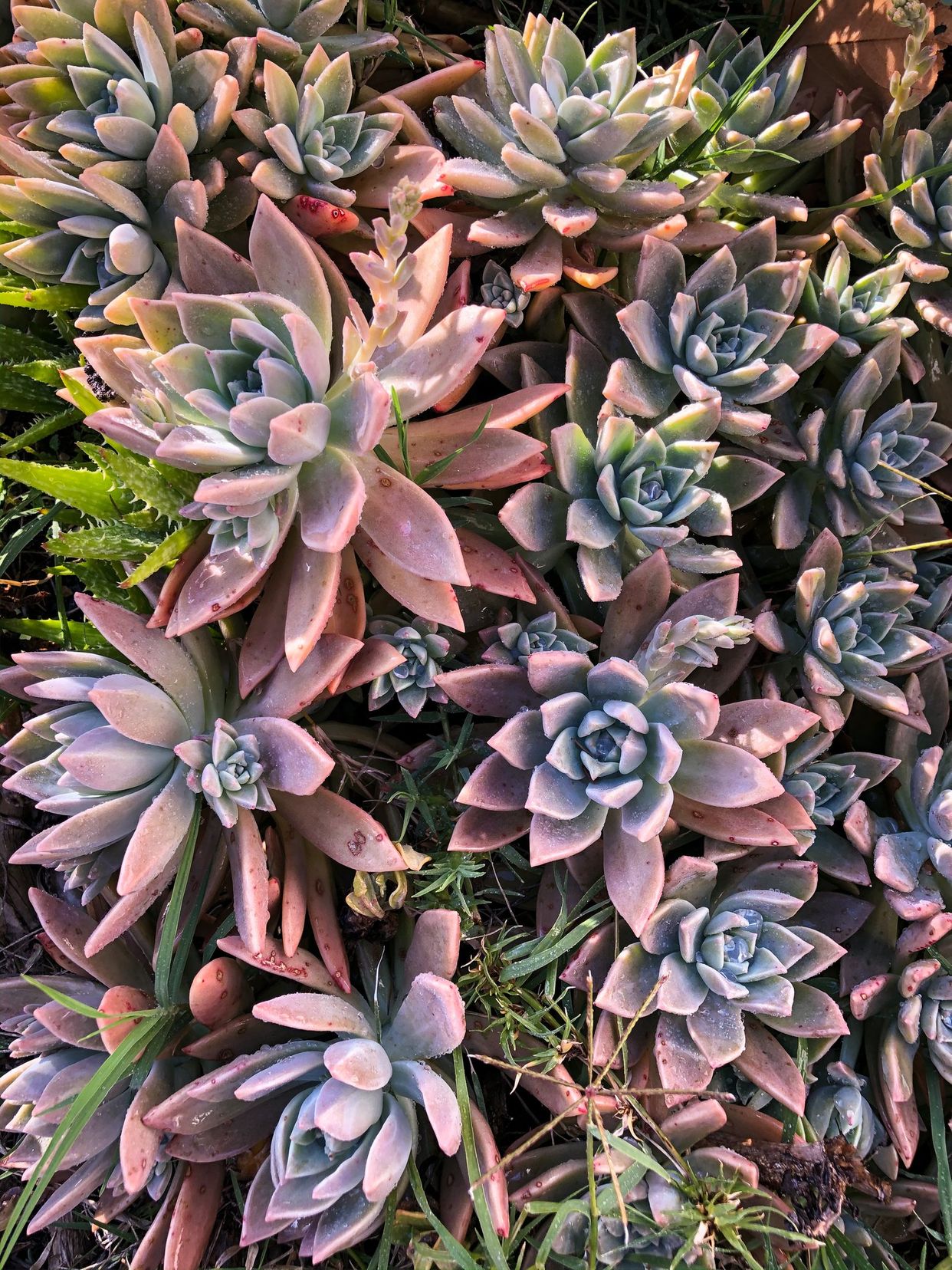 PlantIn | Ghost plant (Graptopetalum paraguayense)