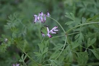 Wall Fumitory (Fumaria muralis) > How To Care: All You Need to Know 🌿 ...