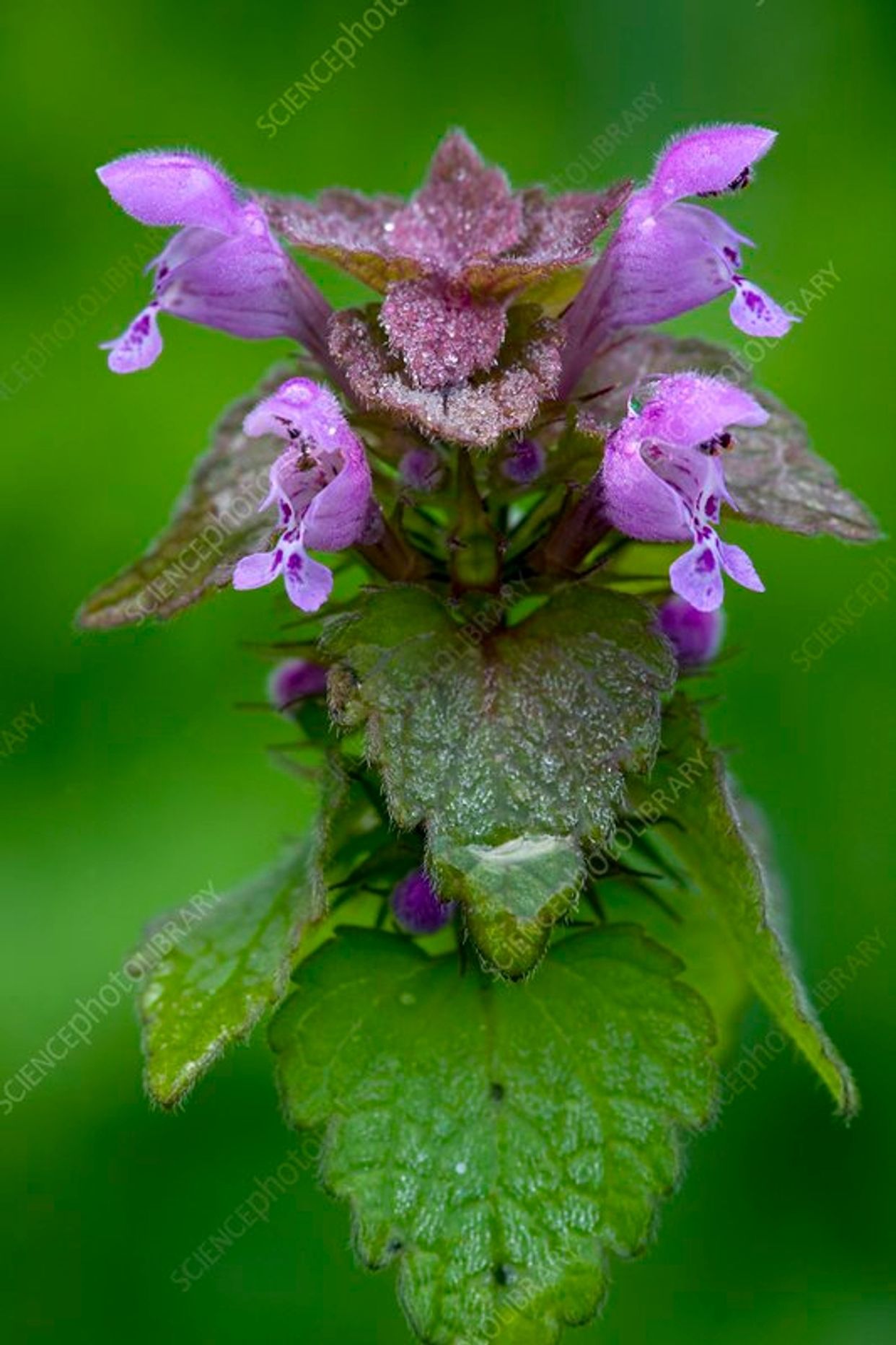 Red Dead-Nettle (Lamium purpureum) > How To Care: All You Need to Know ...