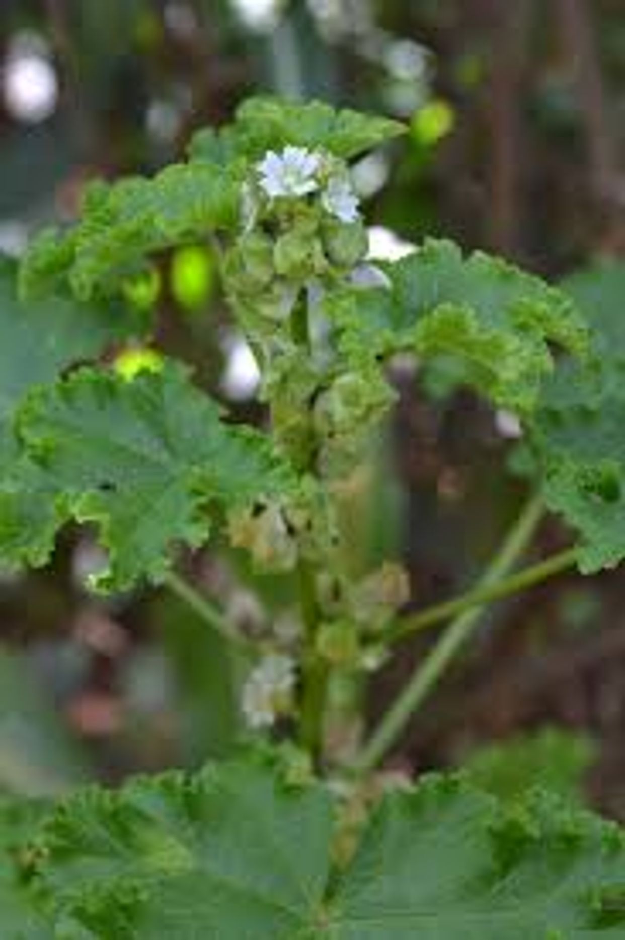 Small-Flowered Mallow (Malva parviflora) > How To Care: All You Need to ...