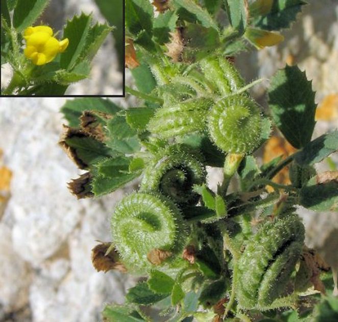 Rugose Medic (Medicago rugosa) > How To Care: All You Need to Know 🌿 ...