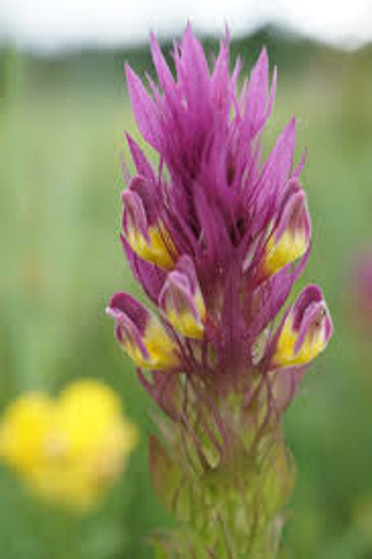 Field Cow-Wheat (Melampyrum arvense) > How To Care: All You Need to ...