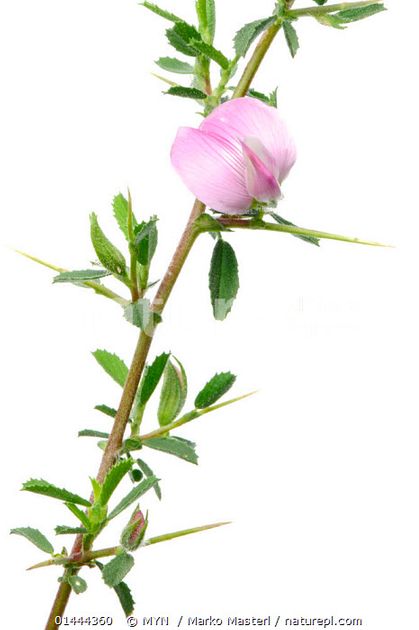 Spiny Restharrow, Just Restharrow (Ononis spinosa) > How To Care: All ...