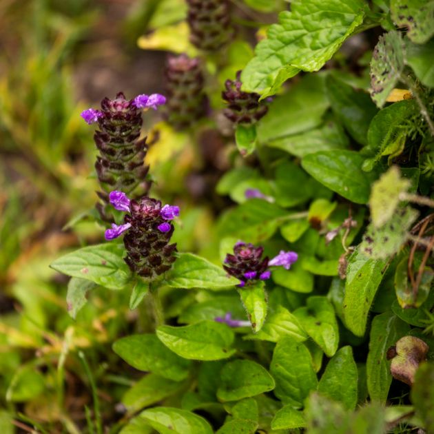 Common Self-Heal (Prunella vulgaris) > How To Care: All You Need to ...