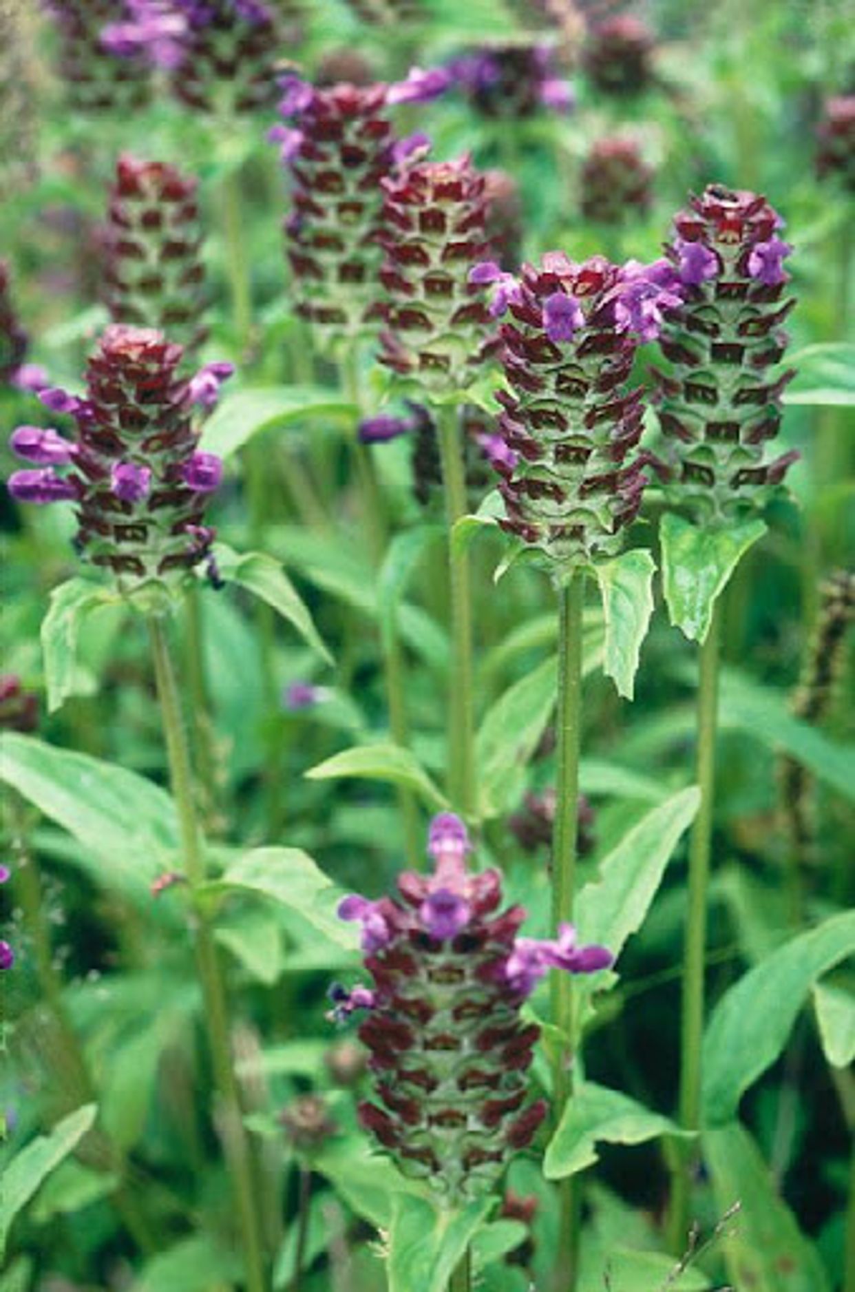 Common Self-Heal (Prunella vulgaris) > How To Care: All You Need to ...