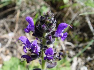 Wild Clary (Salvia verbenaca) > How To Care: All You Need to Know 🌿 PlantIn