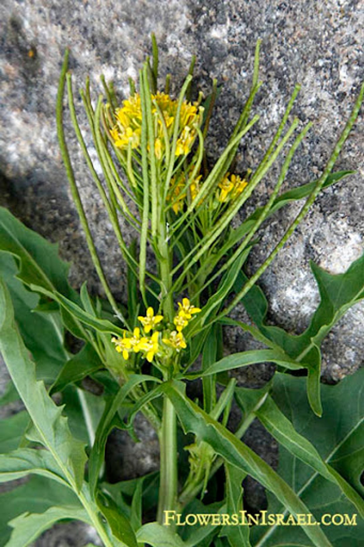 London Rocket (Sisymbrium irio) > How To Care: All You Need to Know 🌿 ...