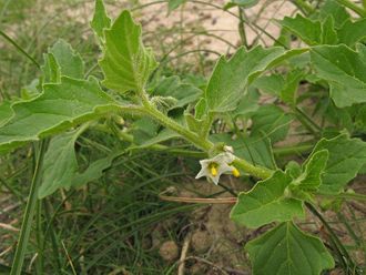 Green Nightshade (Solanum sarachoides) > How To Care: All You Need to ...