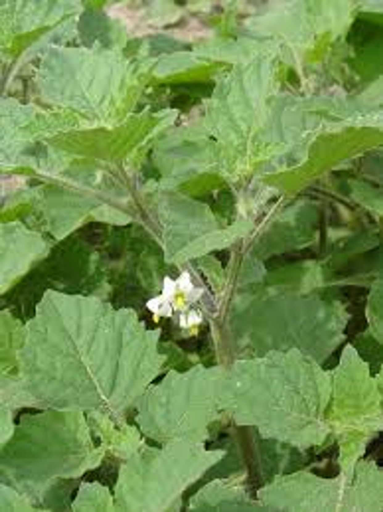 Green Nightshade (Solanum sarachoides) > How To Care: All You Need to ...