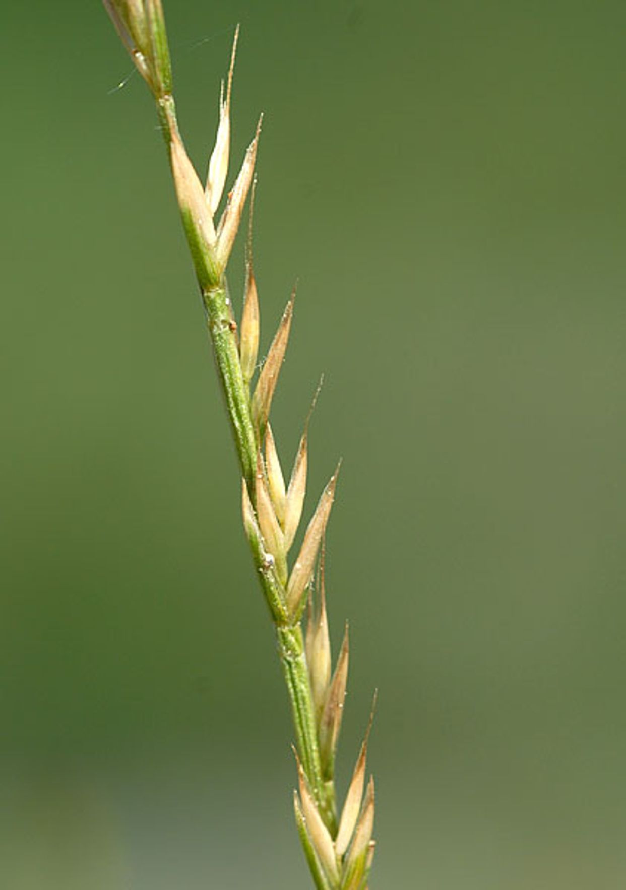 Mat-Grass Fescue (Vulpia unilateralis) > How To Care: All You Need to ...