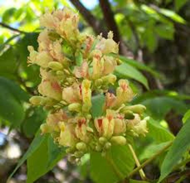 Sweet Buckeye (Aesculus Flava) > How To Care: All You Need to Know 🌿 ...