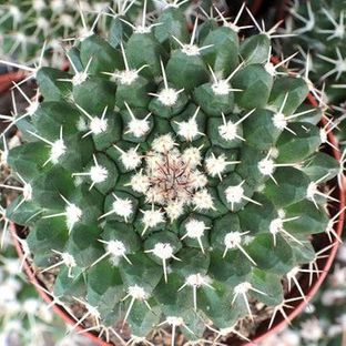 Silver arrows cactus (Mammillaria karwinskiana subs. nejapensis) > How ...