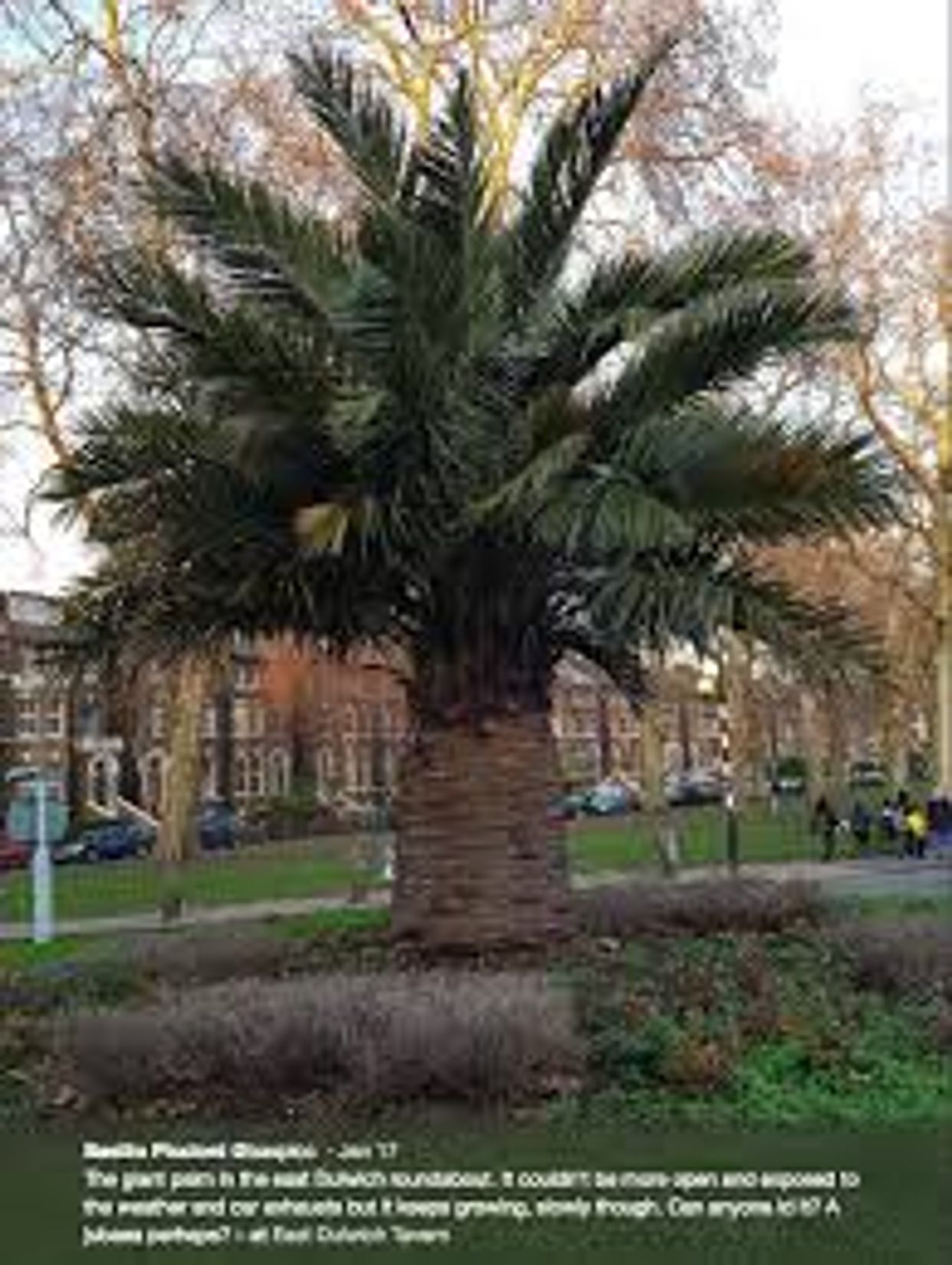 Elephant Palm (Jubaea Chilensis) > How To Care: All You Need to Know 🌿 ...