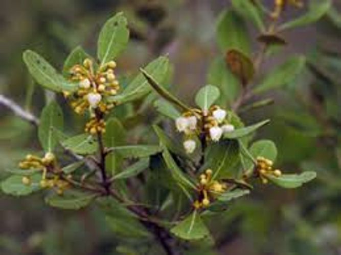 Lyonia Ferruginea (Lyonia Ferruginea) > How To Care: All You Need to ...