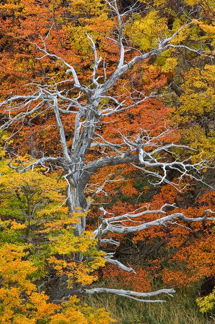 Lenga Beech (Nothofagus Pumilio) > How To Care: All You Need to Know 🌿 ...