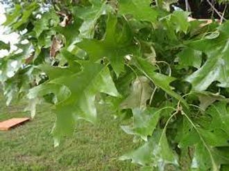 Southern Red Oak (Quercus Falcata) > How To Care: All You Need to Know ...