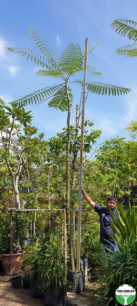 Brazilian Firetree (Schizolobium Parahyba) > How To Care: All You Need ...