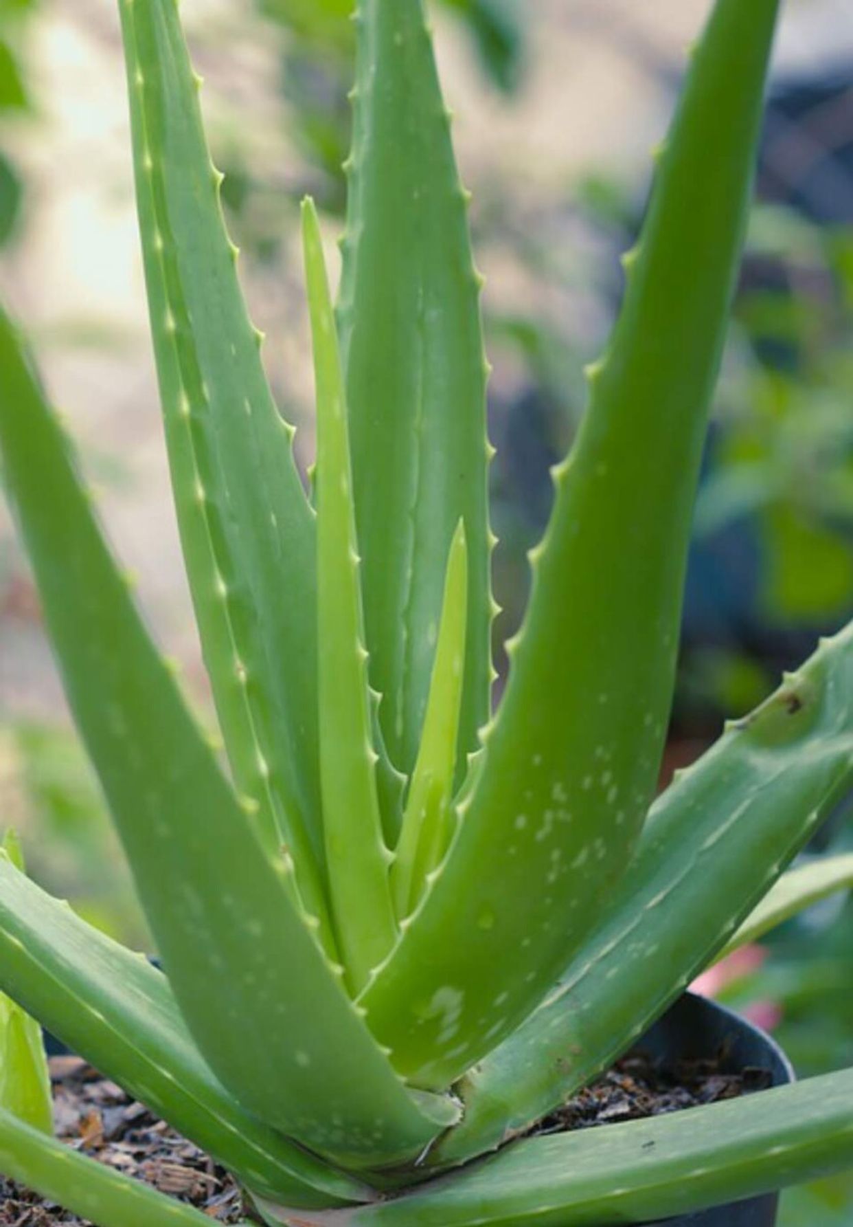 PlantIn Aloe Vera Plant Aloe Barbadensis Miller 