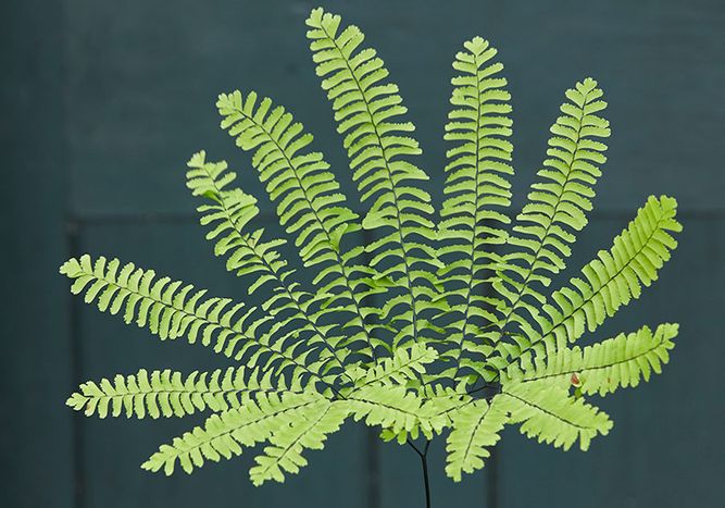 Native Fern (Athyrium Filix-femina) > How To Care: All You Need to Know ...