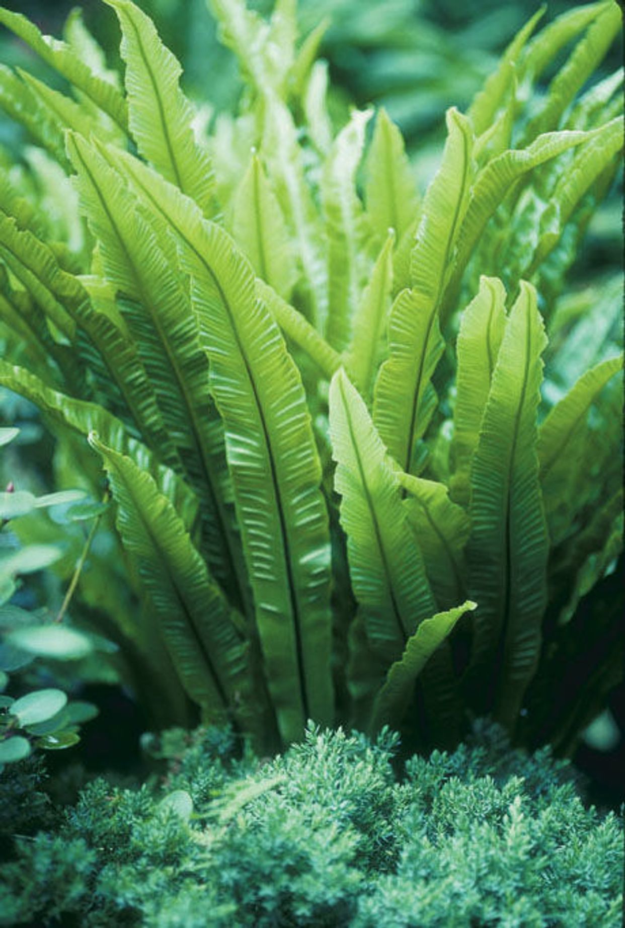 Native Fern (Athyrium Filix-femina) > How To Care: All You Need to Know ...