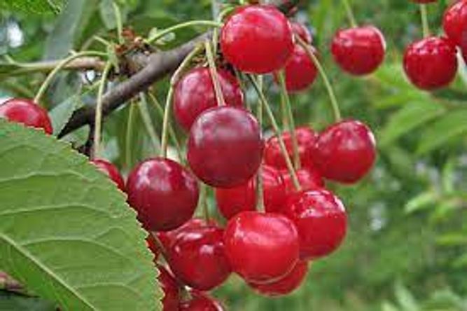 Cherry Tart (Sunsparkler Cherry Tart Sedum) > How To Care: All You Need ...