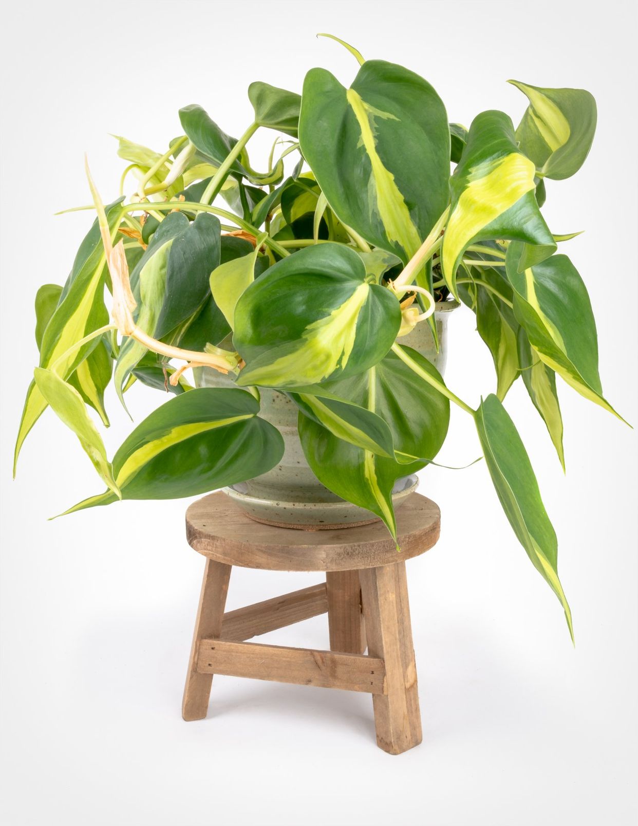 PlantIn | Brazil philodendron (Philodendron hederaceum)