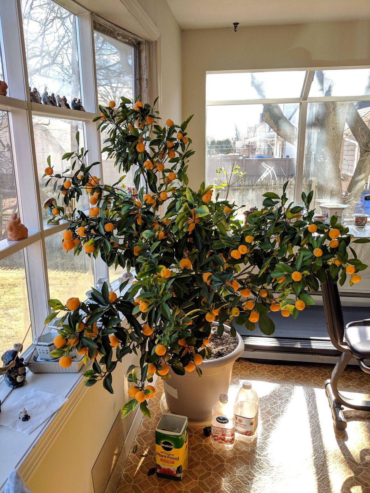 Calamondin orange tree (Citrus mitis) > How To Care: All You Need to ...