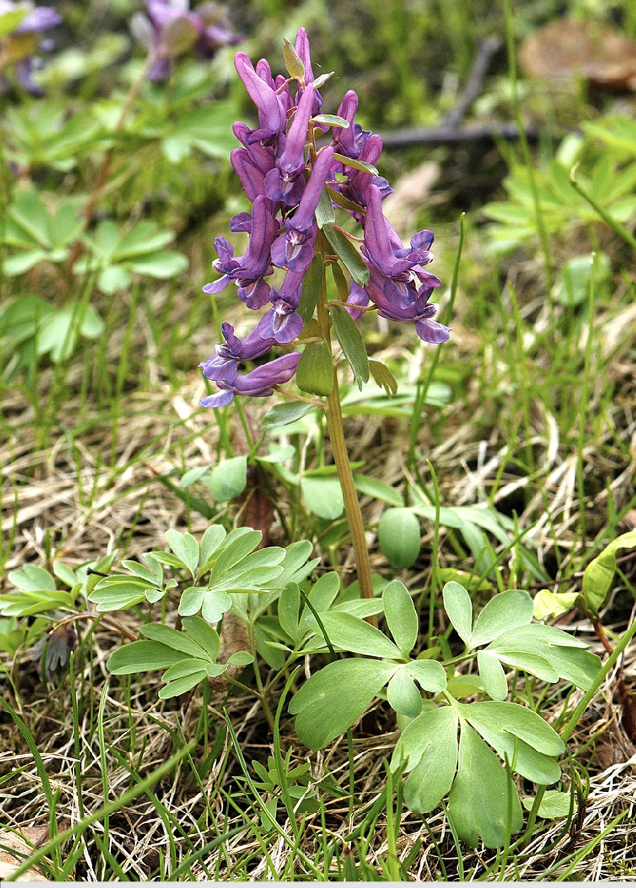 Corydalis Solida (Corydalis Solida) > How To Care: All You Need to Know ...