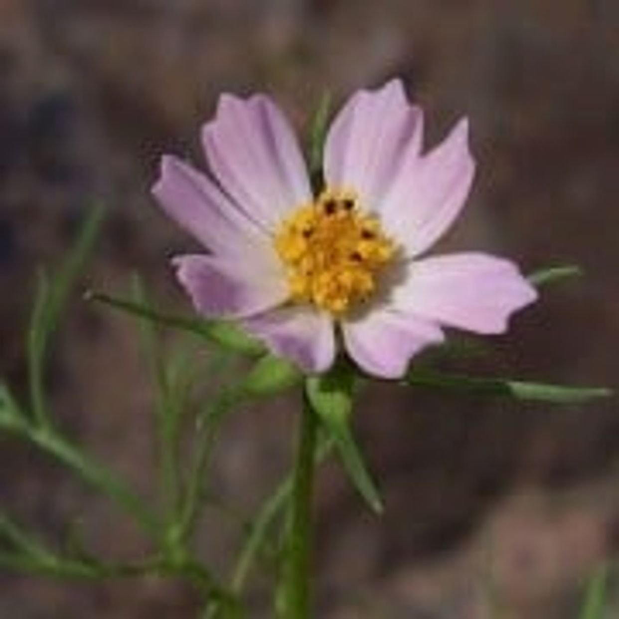 Cosmos Parviflorus (Cosmos Parviflorus) > How To Care: All You Need to ...