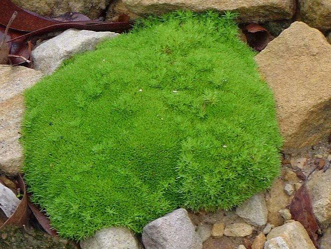 Scleranthus Biflorus (Scleranthus Biflorus) > How To Care: All You Need ...