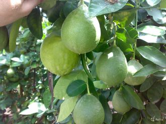 Pamela (Adenanthos × Pamela) > How To Care: All You Need to Know 🌿 PlantIn